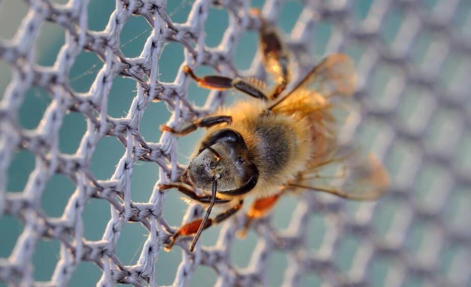 plastic mesh manufacturer, shade net exporter, bird net, insect net ...