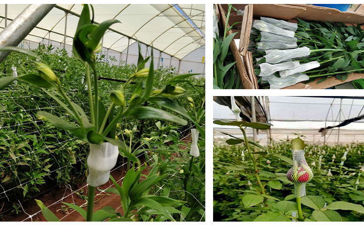 Plastic Flower Bud Net Protective Sleeve Netting Rose Bud Nets from ...