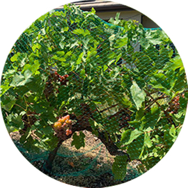 Heavy Duty Anti Bird Protection Mesh Net for Farms Vineyard ...